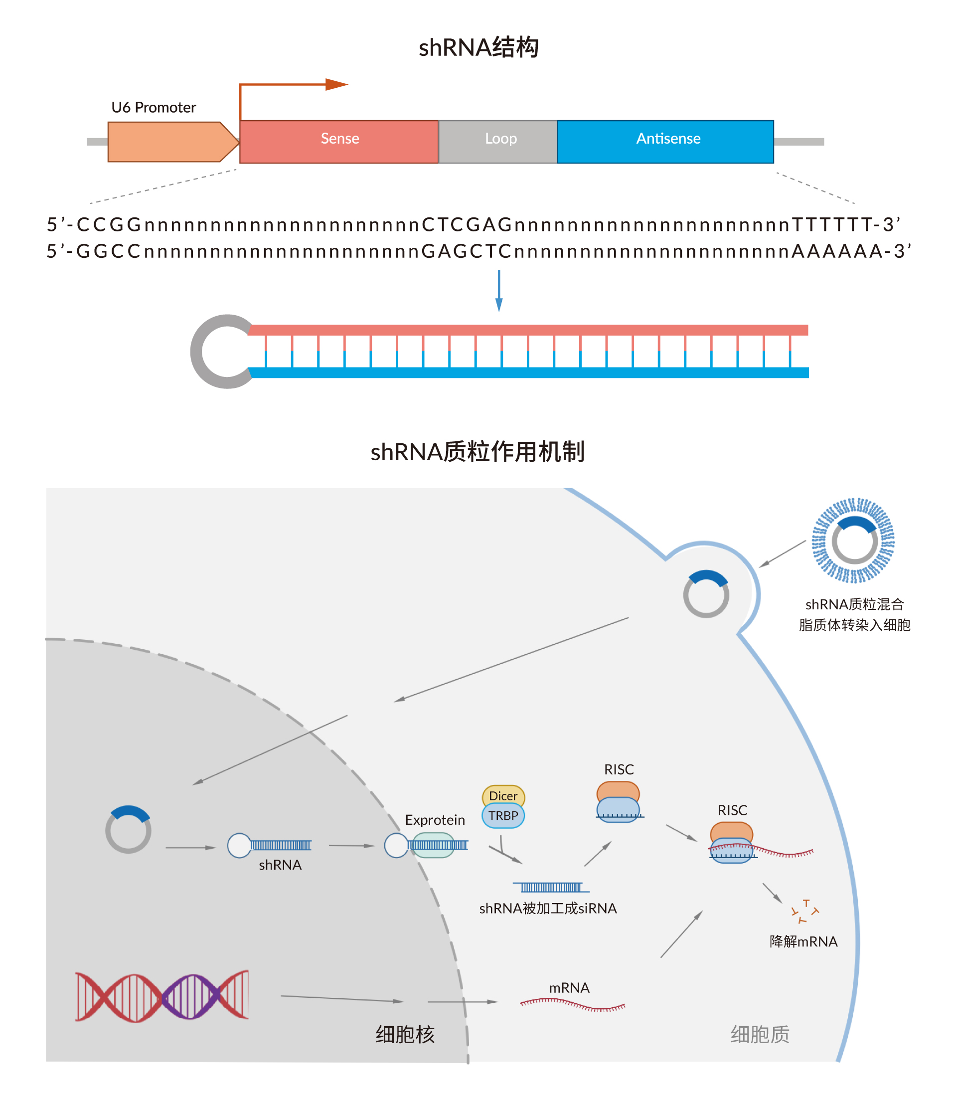 擎科生物