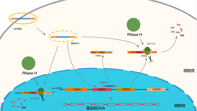 "反义寡核苷酸（ASO）合成服务 | 擎科生物"